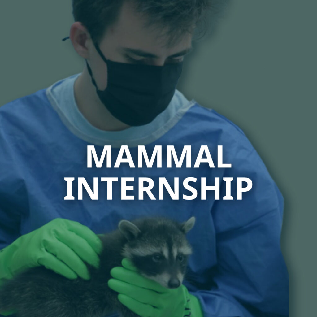 Internships – Greenwood Wildlife Rehabilitation Center