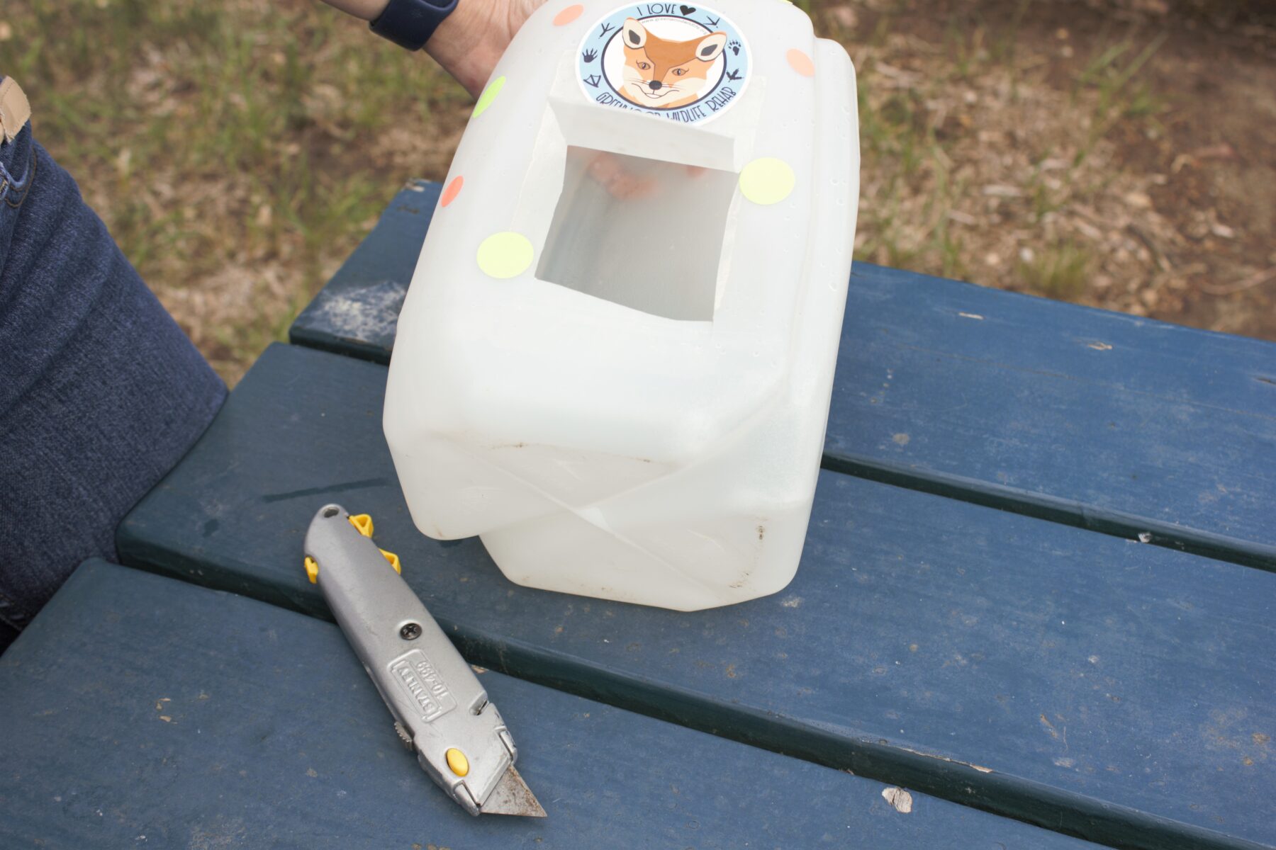 Reunite Steps for Baby Cavity Nesting Birds – Greenwood Wildlife ...